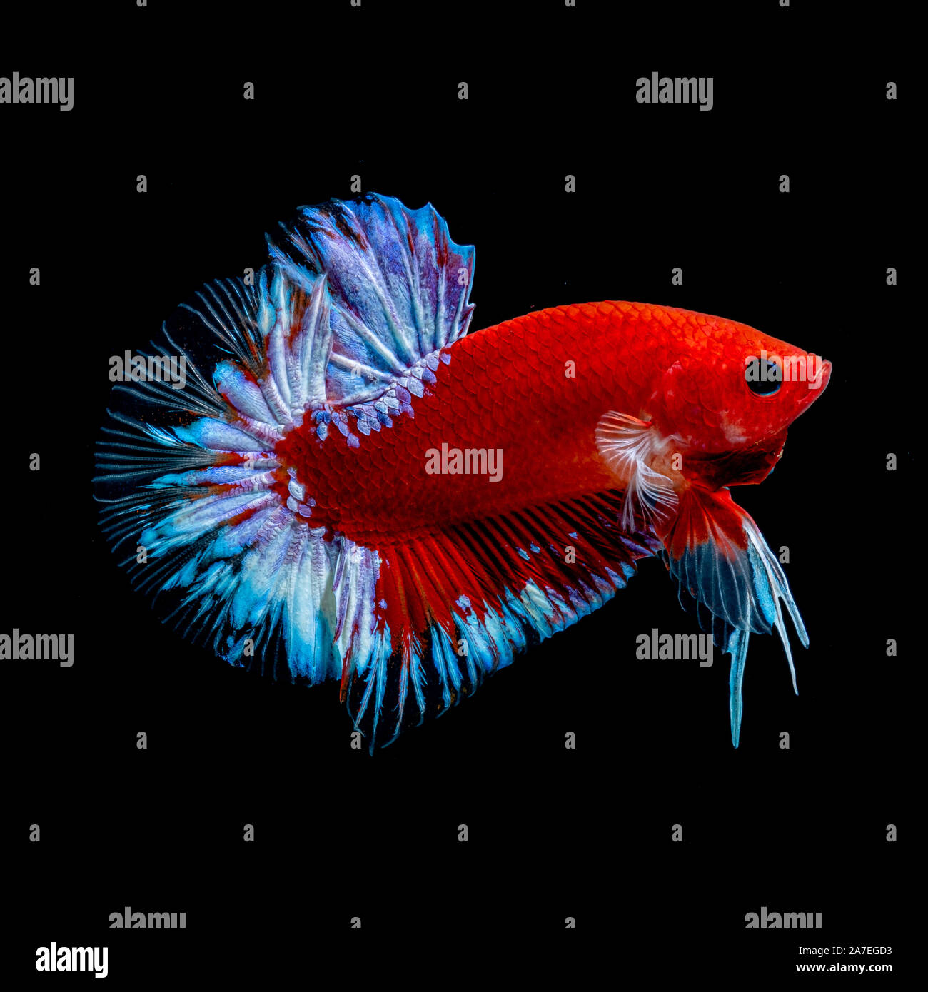 Betta fish Fight in the aquarium black blackground Stock Photo - Alamy
