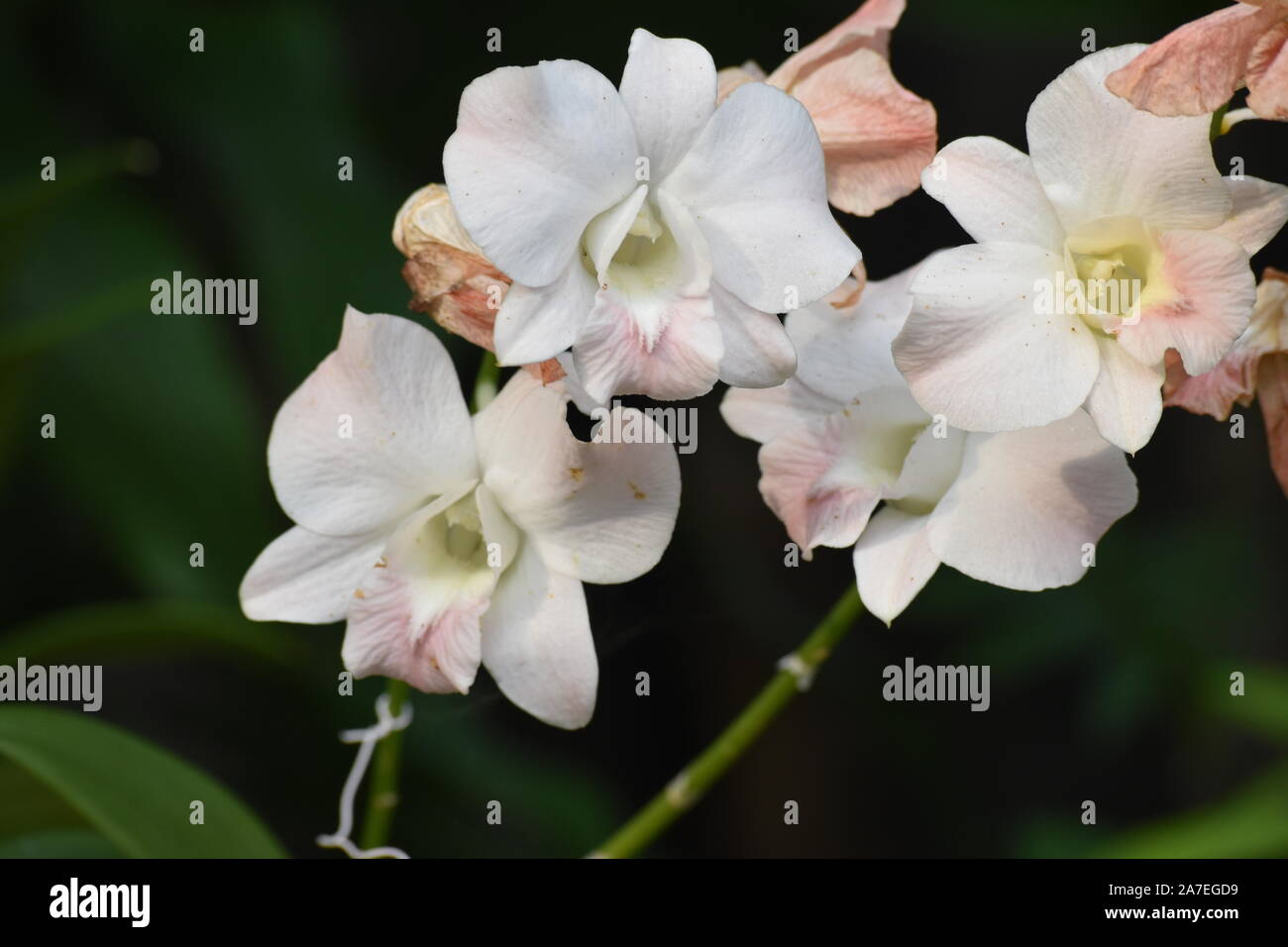 Bangkok orchids hi-res stock photography and images - Alamy