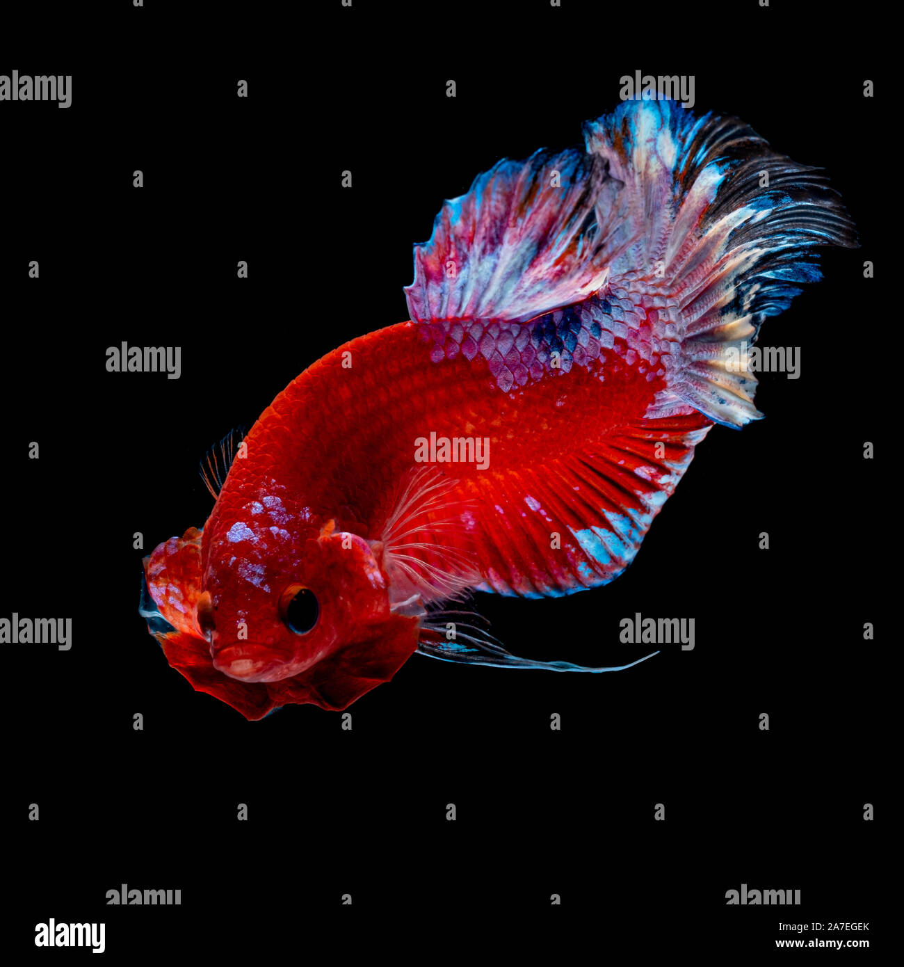 Betta fish Fight in the aquarium black blackground Stock Photo - Alamy