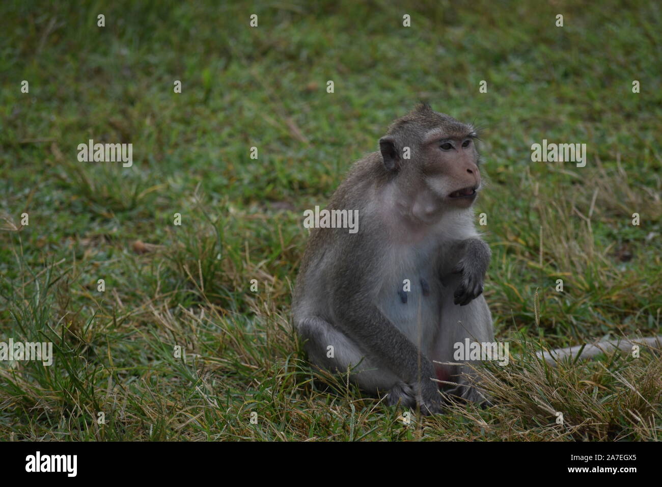 Little wild monkey hi-res stock photography and images - Alamy