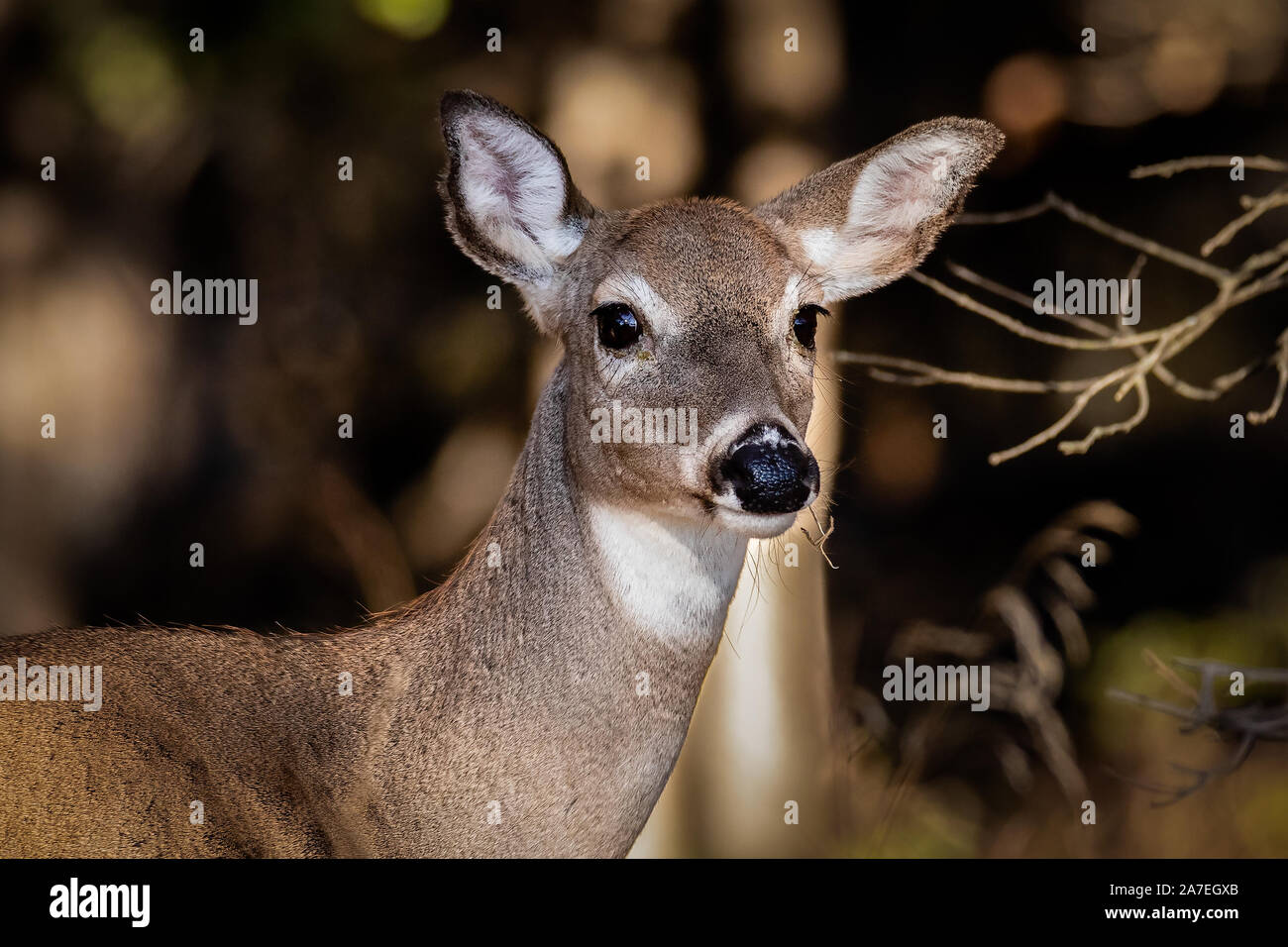 Whitetail Deer Doe High Resolution Stock Photography and Images - Alamy