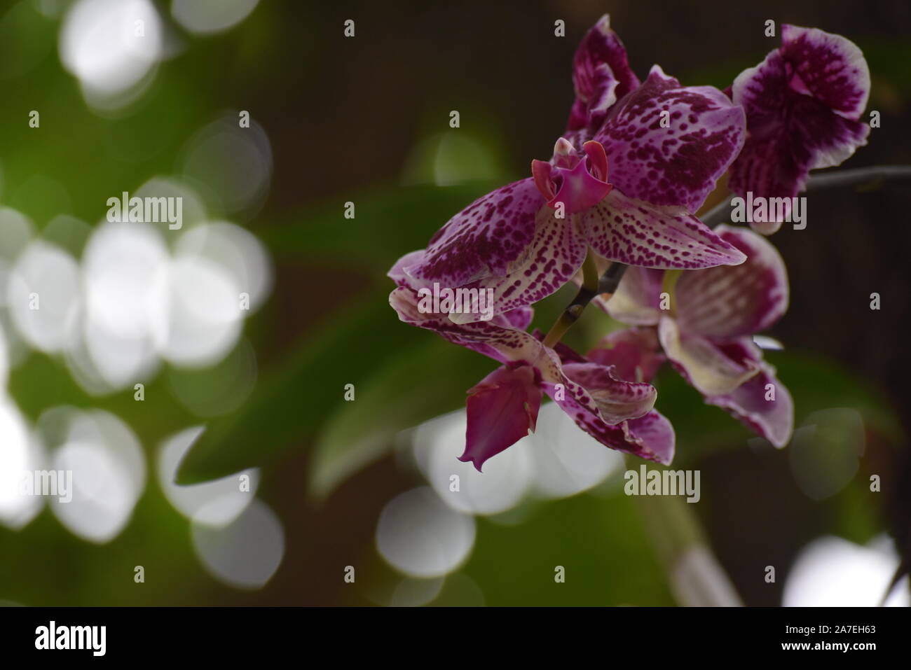 violet orchid in Brazil Stock Photo - Alamy