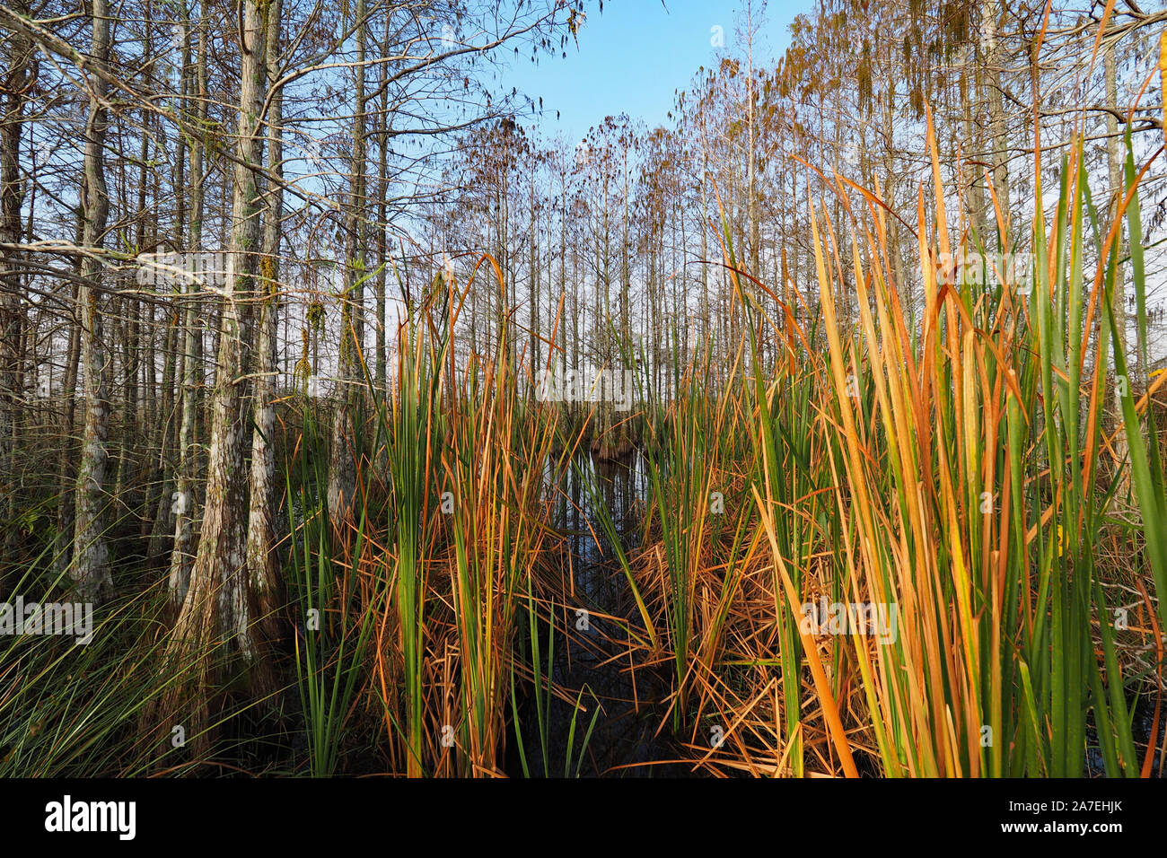 Colorful reeds and cypress trees in early morning light in Everglades ...
