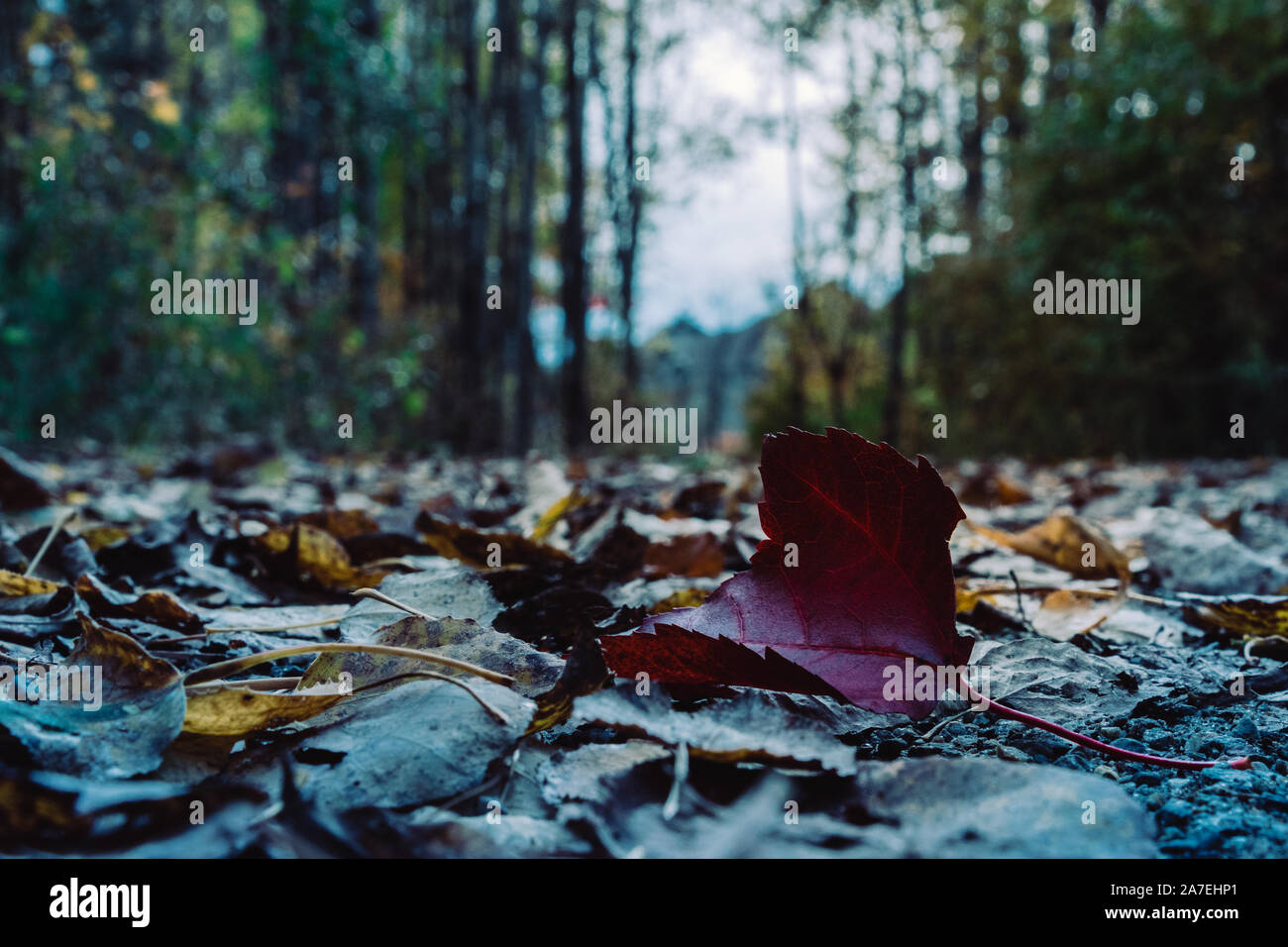 Moody leaf hi-res stock photography and images - Alamy