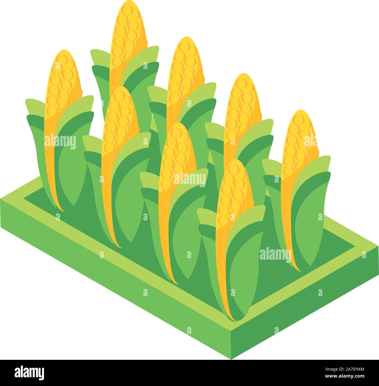 sweet corn crop on white background vector illustration design Stock ...