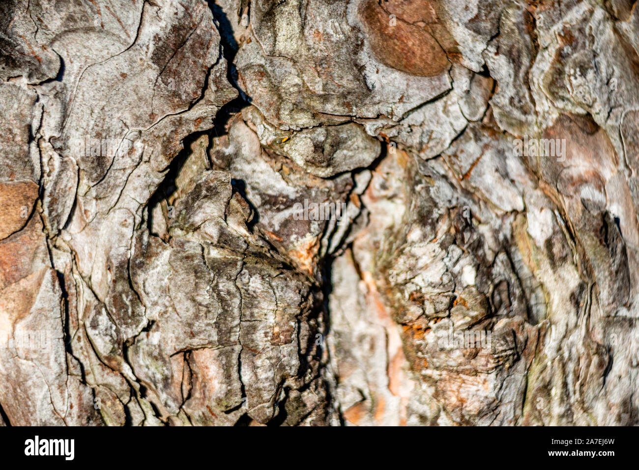 Tree bark texture, close-up, backgrounds Stock Photo - Alamy