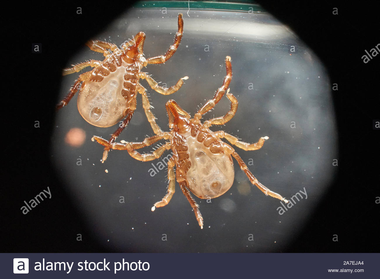 Tick Infestation High Resolution Stock Photography and Images - Alamy