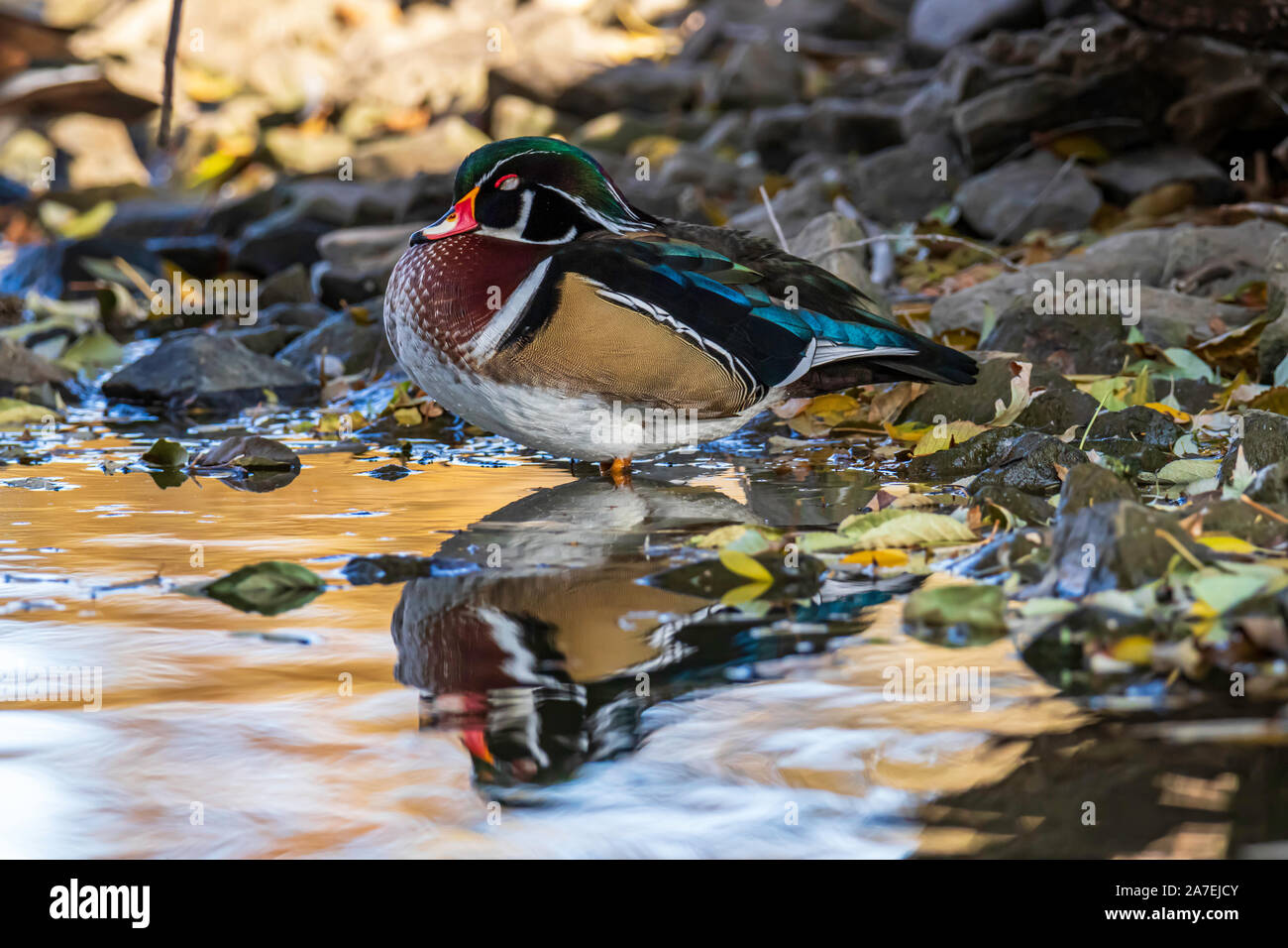 Colorado waterfowl hi-res stock photography and images - Alamy