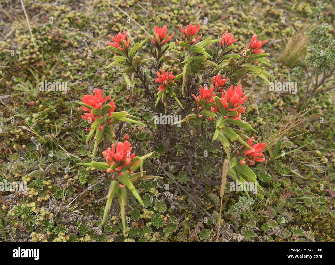 Ecuador Flower Andes Mountain High Resolution Stock Photography and ...