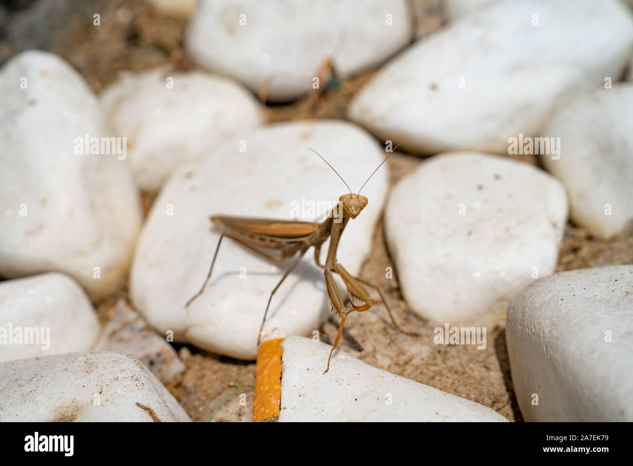 Praying mantis on white stones, brown color standing up looking towards ...