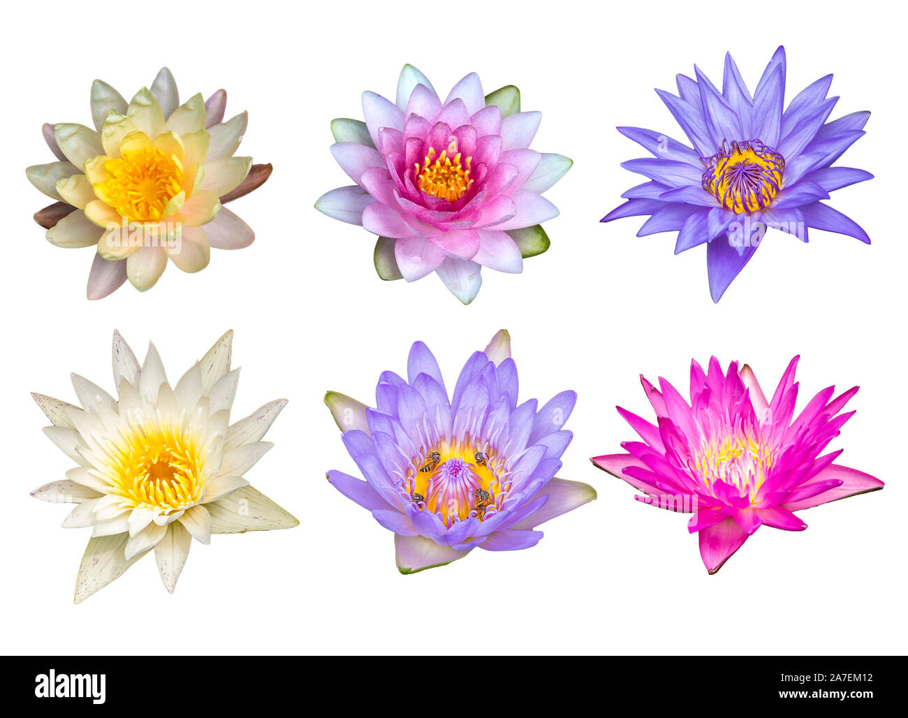 Lotus flower isolated set on white background Stock Photo - Alamy