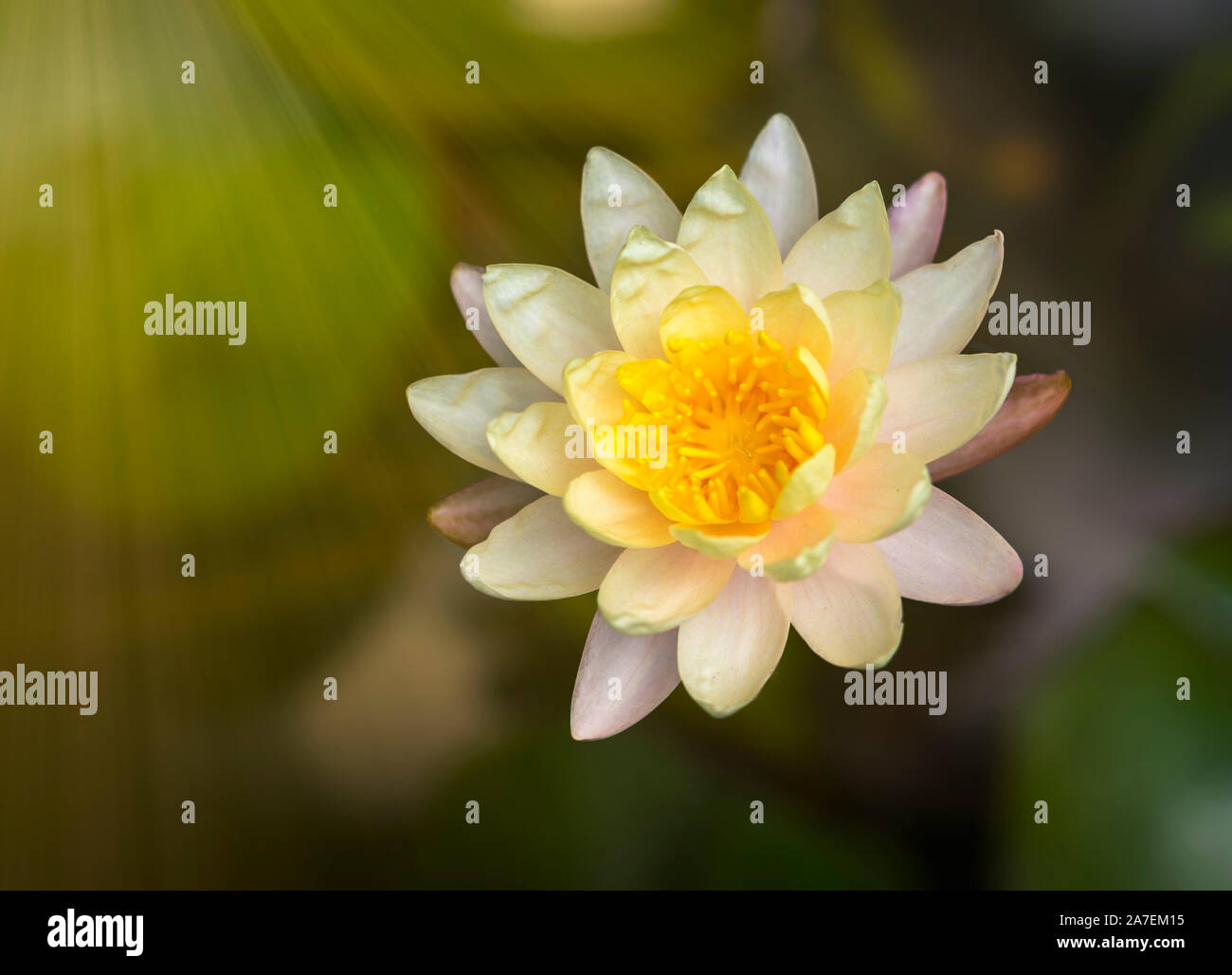 Yellow Lotus flower with warm light, light beams on the lotus, close up ...