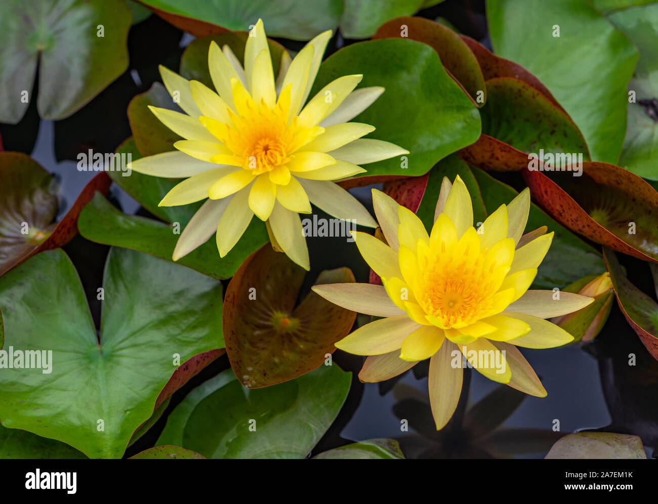 Lotus leaf in pond top hi-res stock photography and images - Alamy
