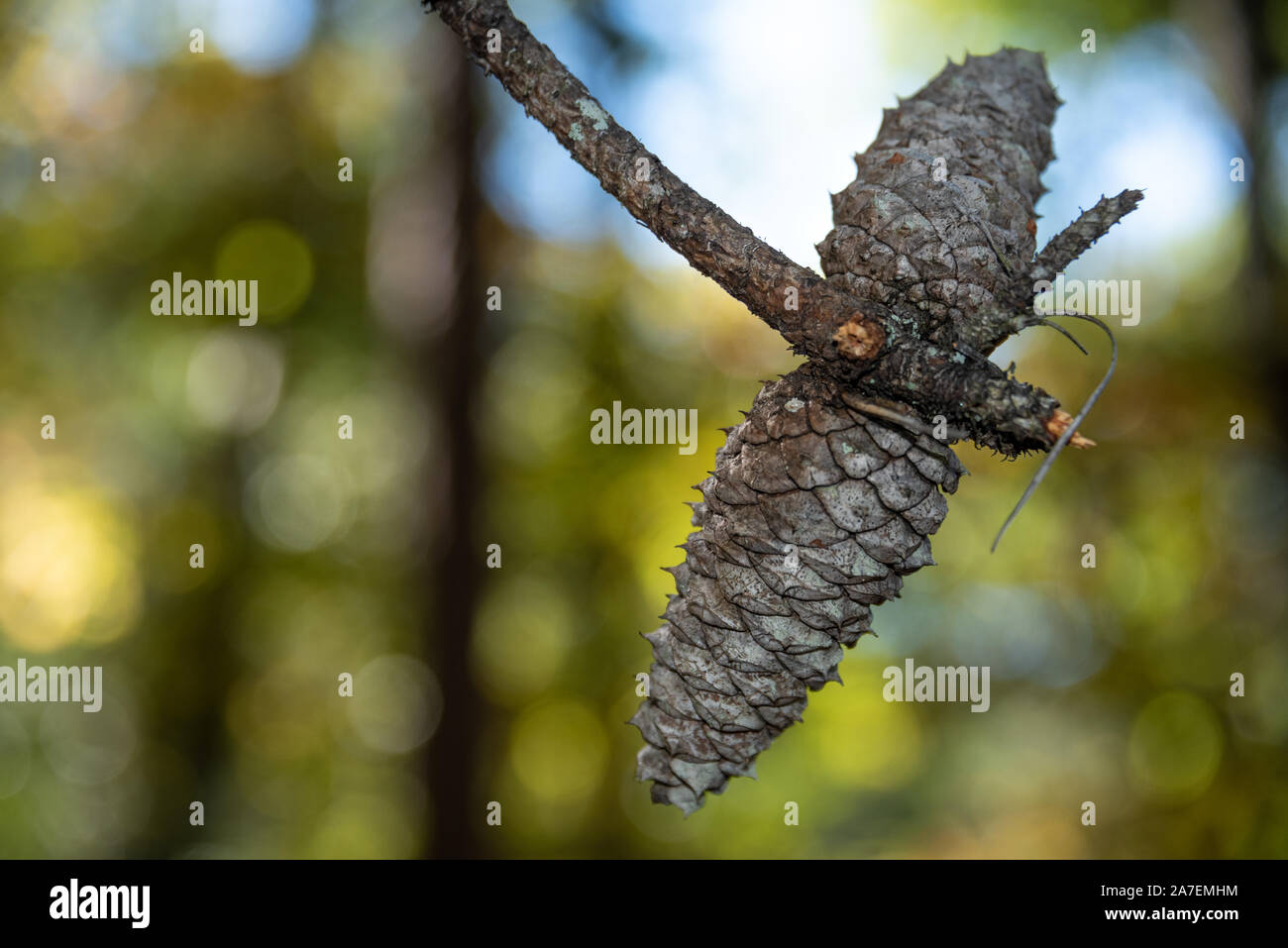 Georgia piedmont region hi-res stock photography and images - Alamy