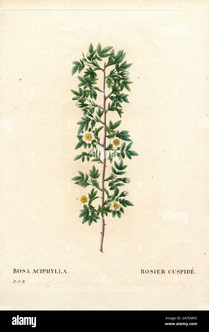 Cuspidate rose, Rosa canina variety. Rosier cuspide, Rosa aciphylla ...