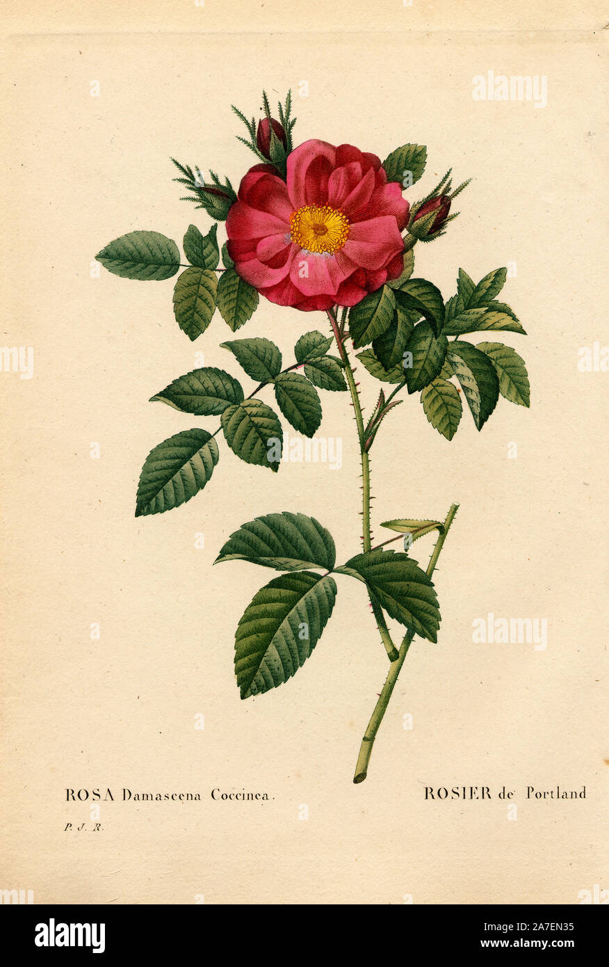 Duchess of Portland rose, Rosa portlandica, Rosier de Portland ...