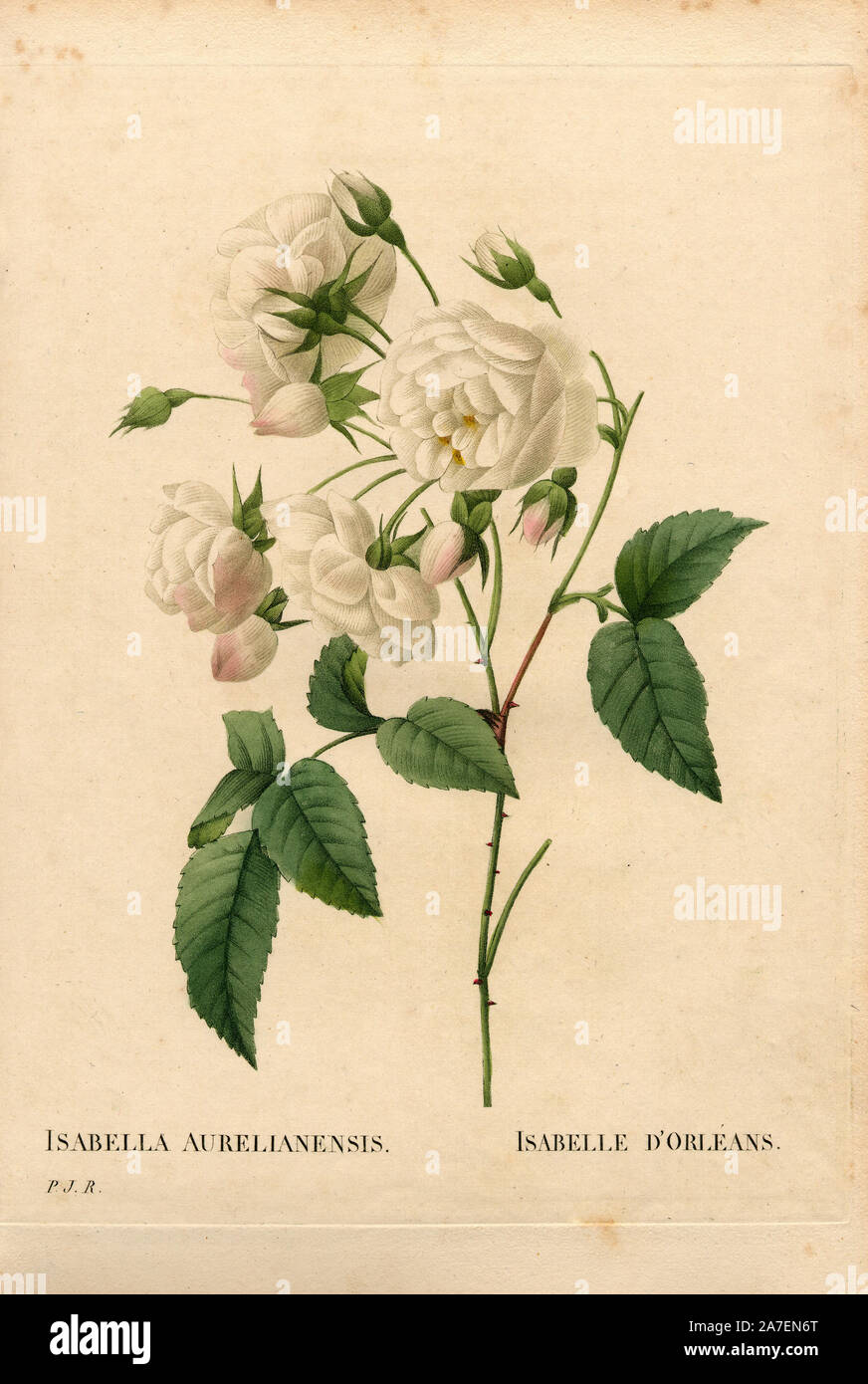 Duchesse d’Orléans rose, Rosa gallica variety. Handcoloured stipple ...