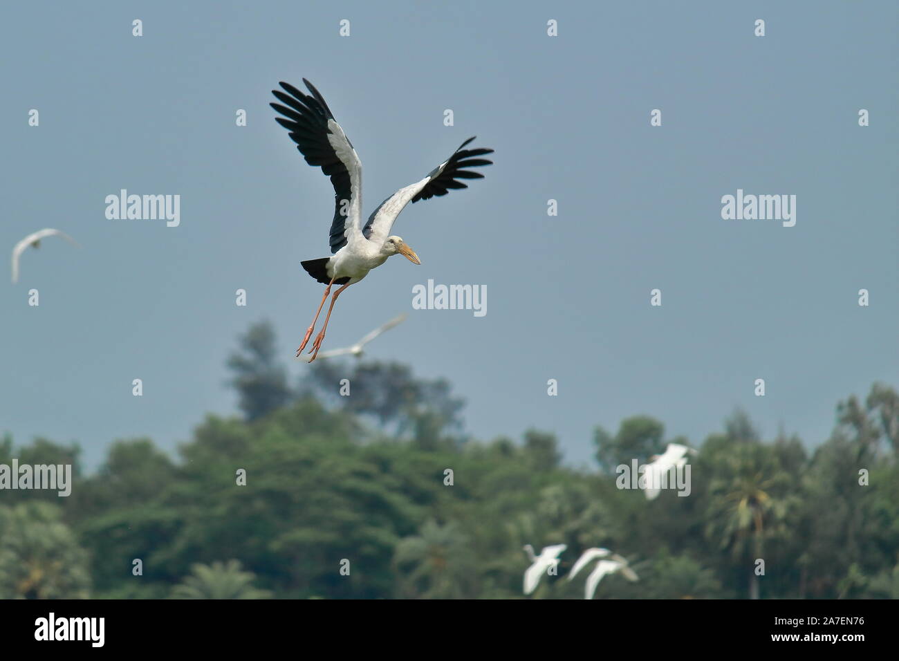 A openbill stork (Anastomus oscitans) is flying over the forest in ...