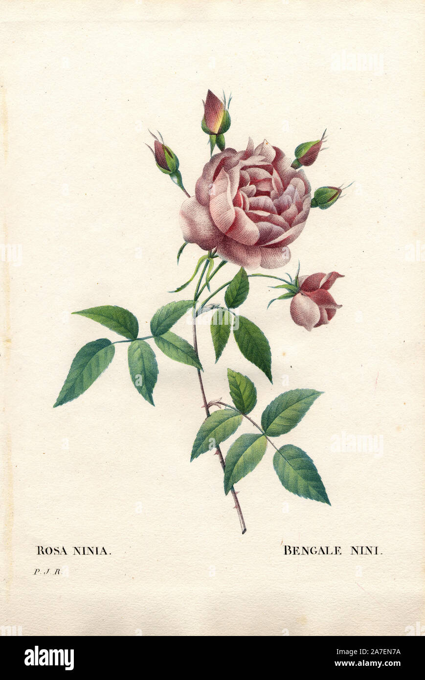 Rosa indica hi-res stock photography and images - Alamy