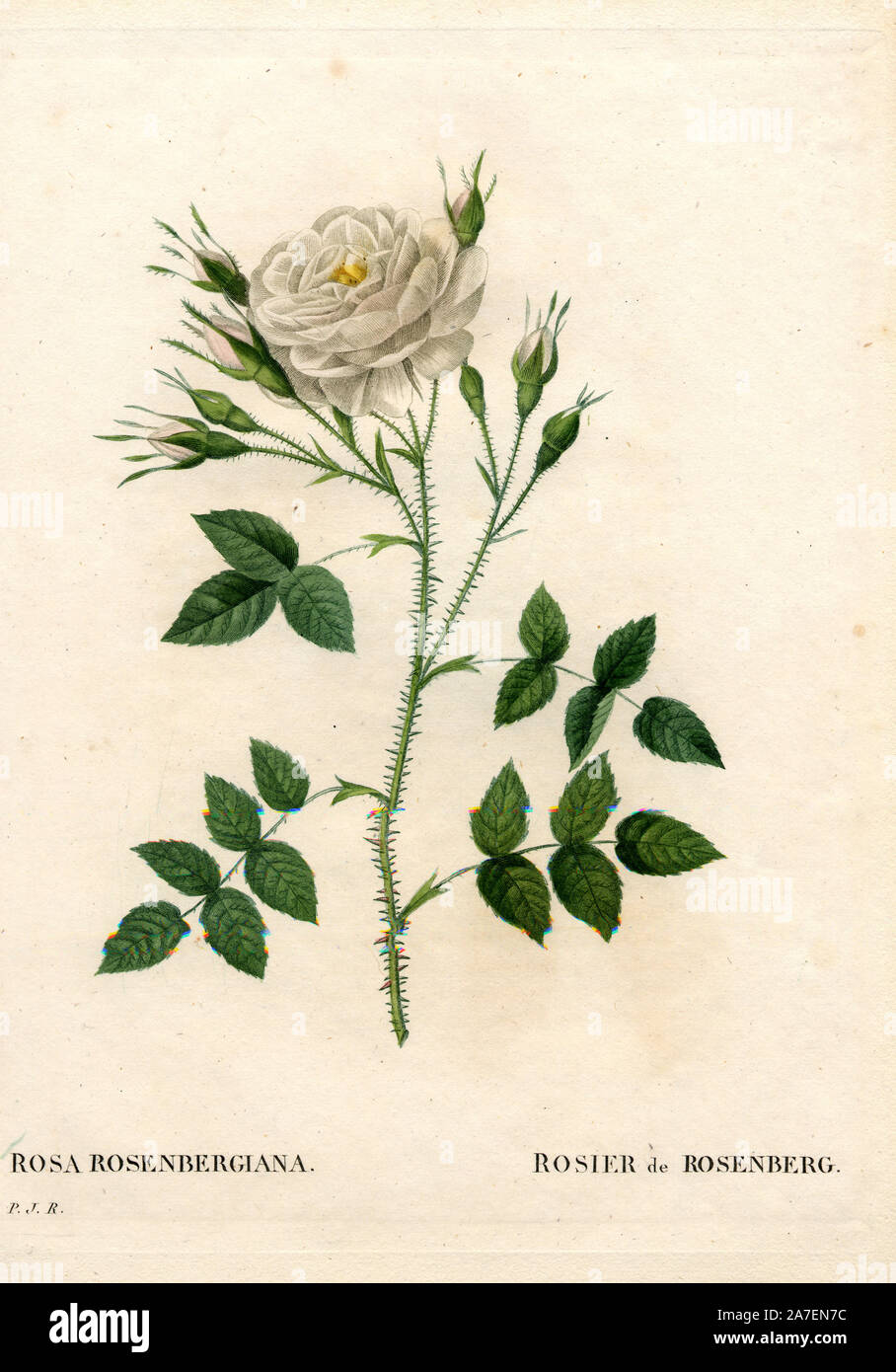 Empress josephine rose hi-res stock photography and images - Alamy