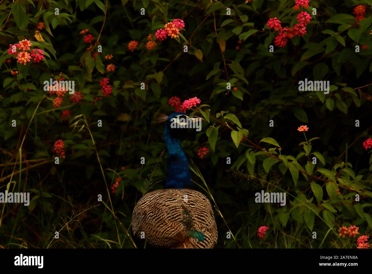 Beautiful indian national bird hi-res stock photography and images - Alamy