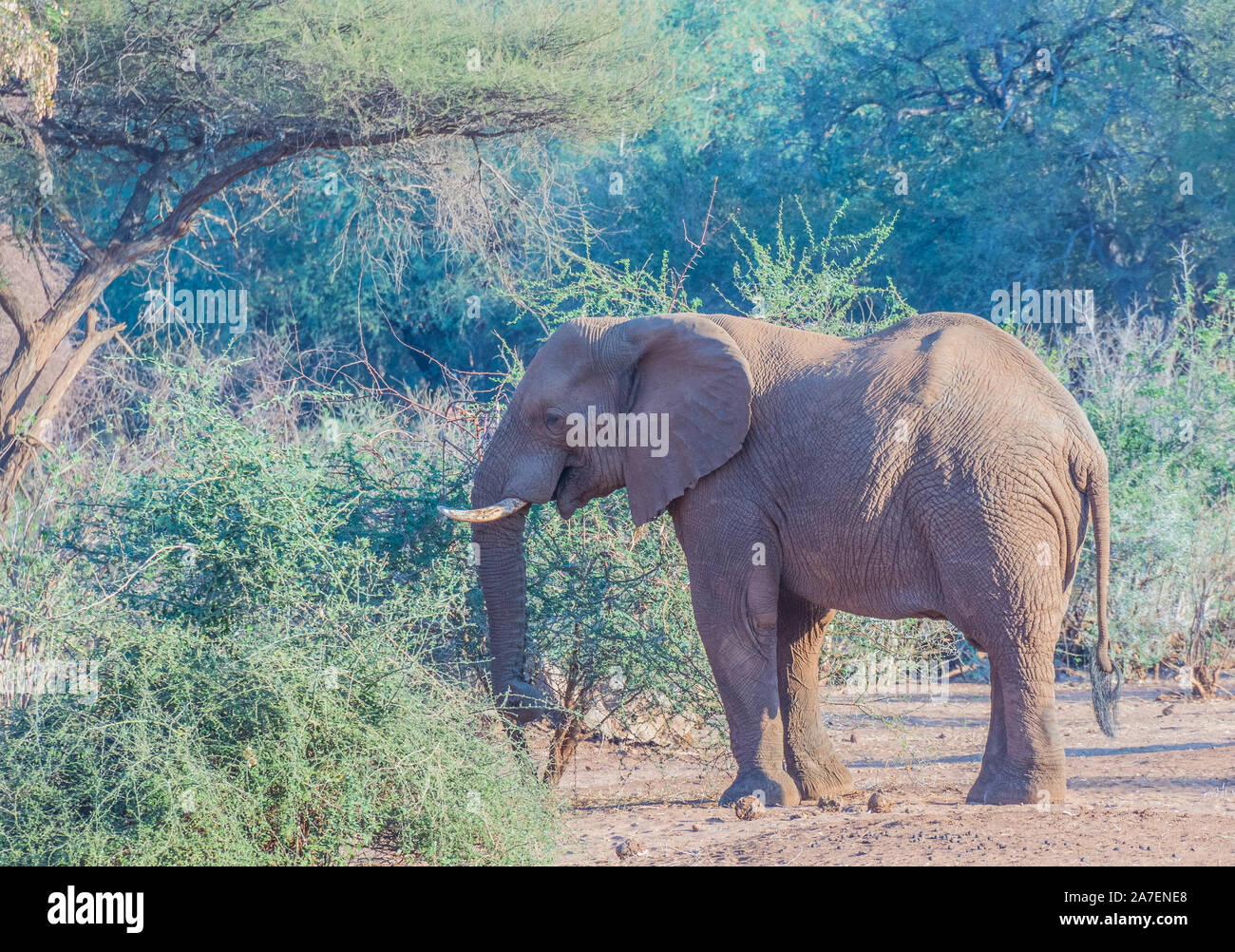 African elephant isolated in the African bush image in horizontal ...