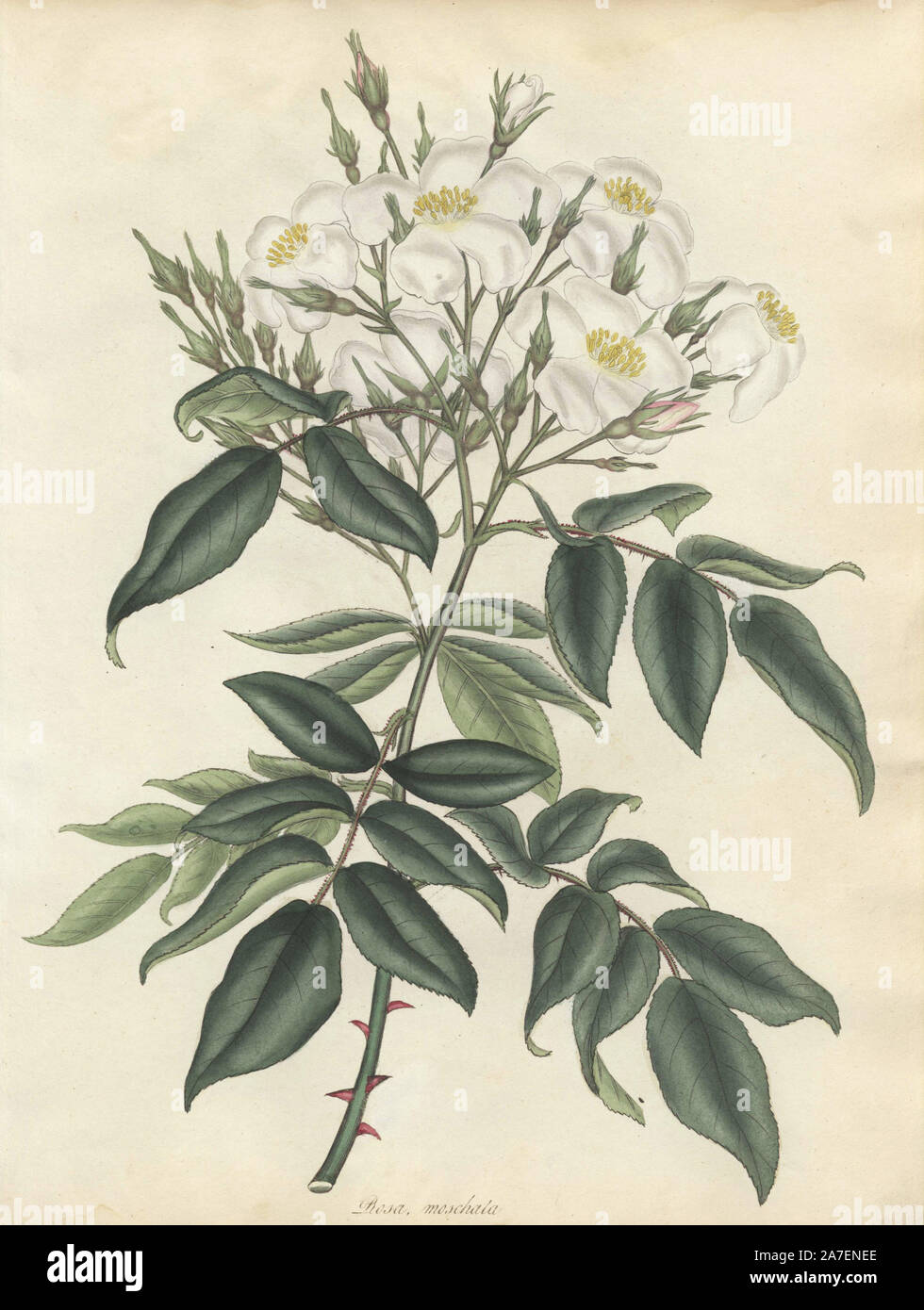 White musk rose, Rosa moschata. Handcoloured copperplate botanical ...