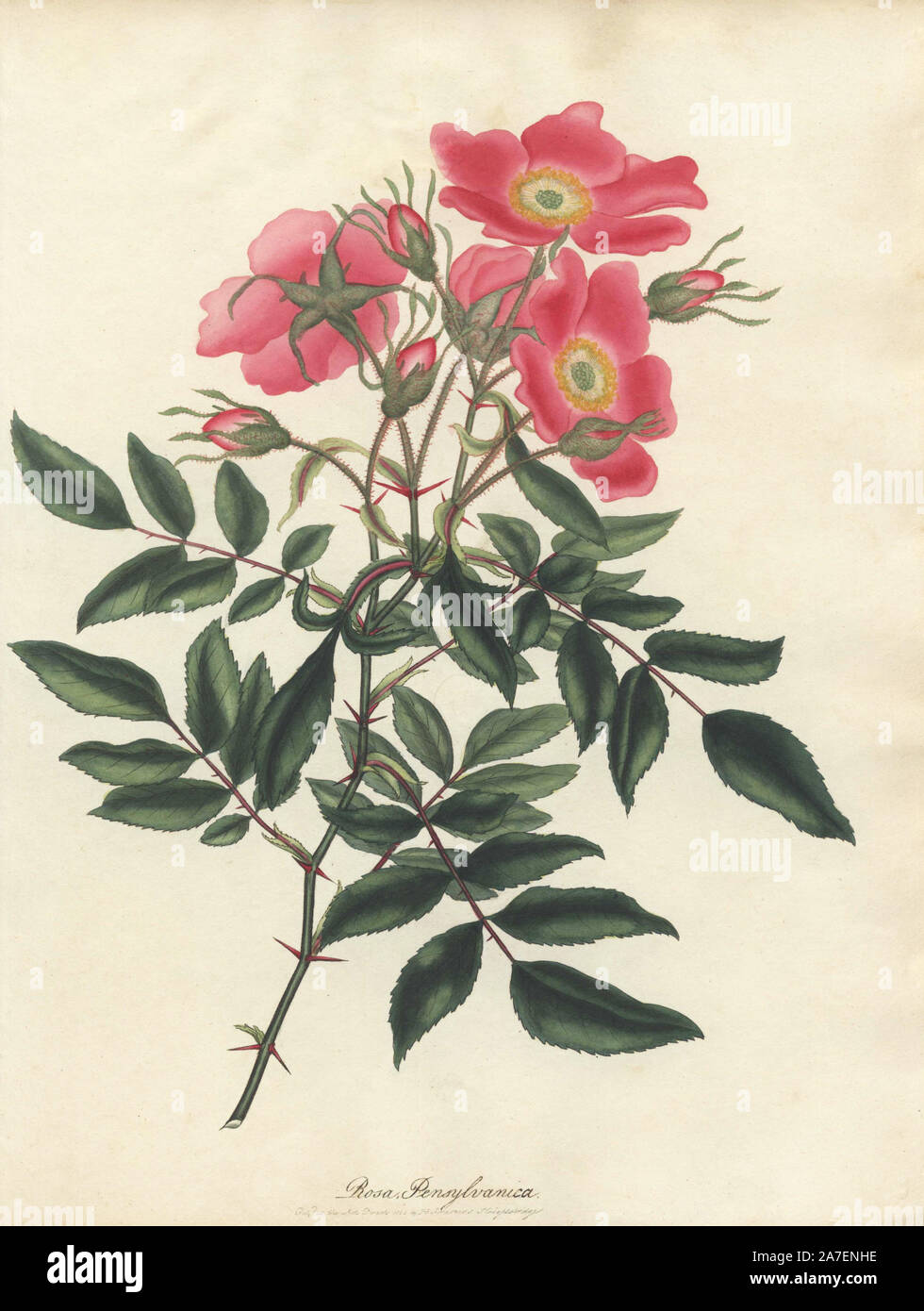 Henry andrews botanist hi-res stock photography and images - Alamy