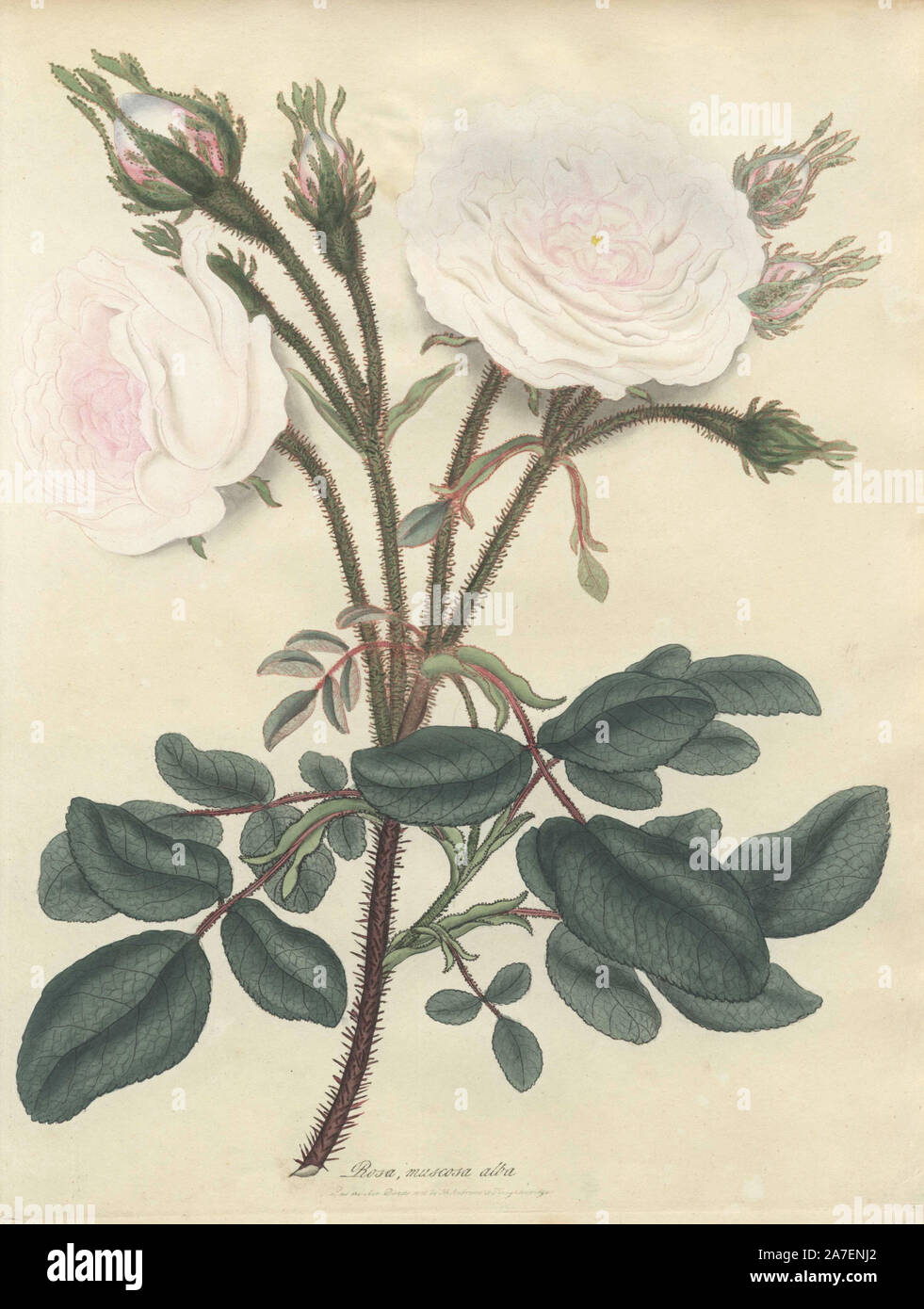 White moss rose, Rosa muscosa alba. Handcoloured copperplate botanical ...