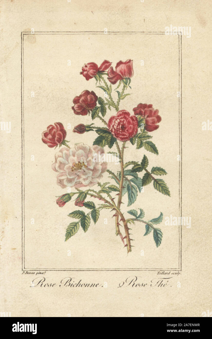 Rose bengale bichonne, China rose, Rosa indica, and hybrid tea rose ...