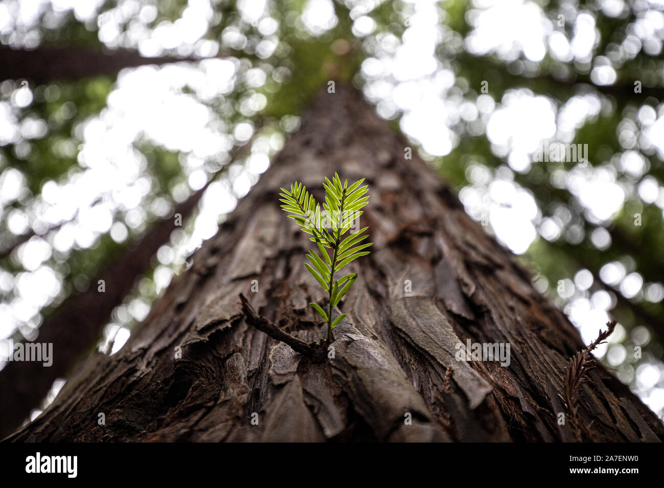 Tree of life: New growth on the trunk of a Redwood tree in the Redwood ...