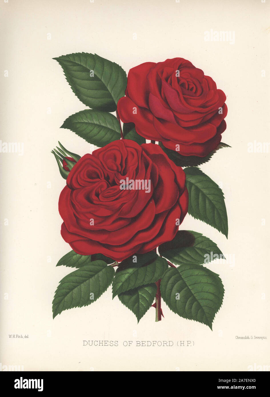 Duchess of Bedford, hybrid crimson rose. Chromolithograph by Georges ...