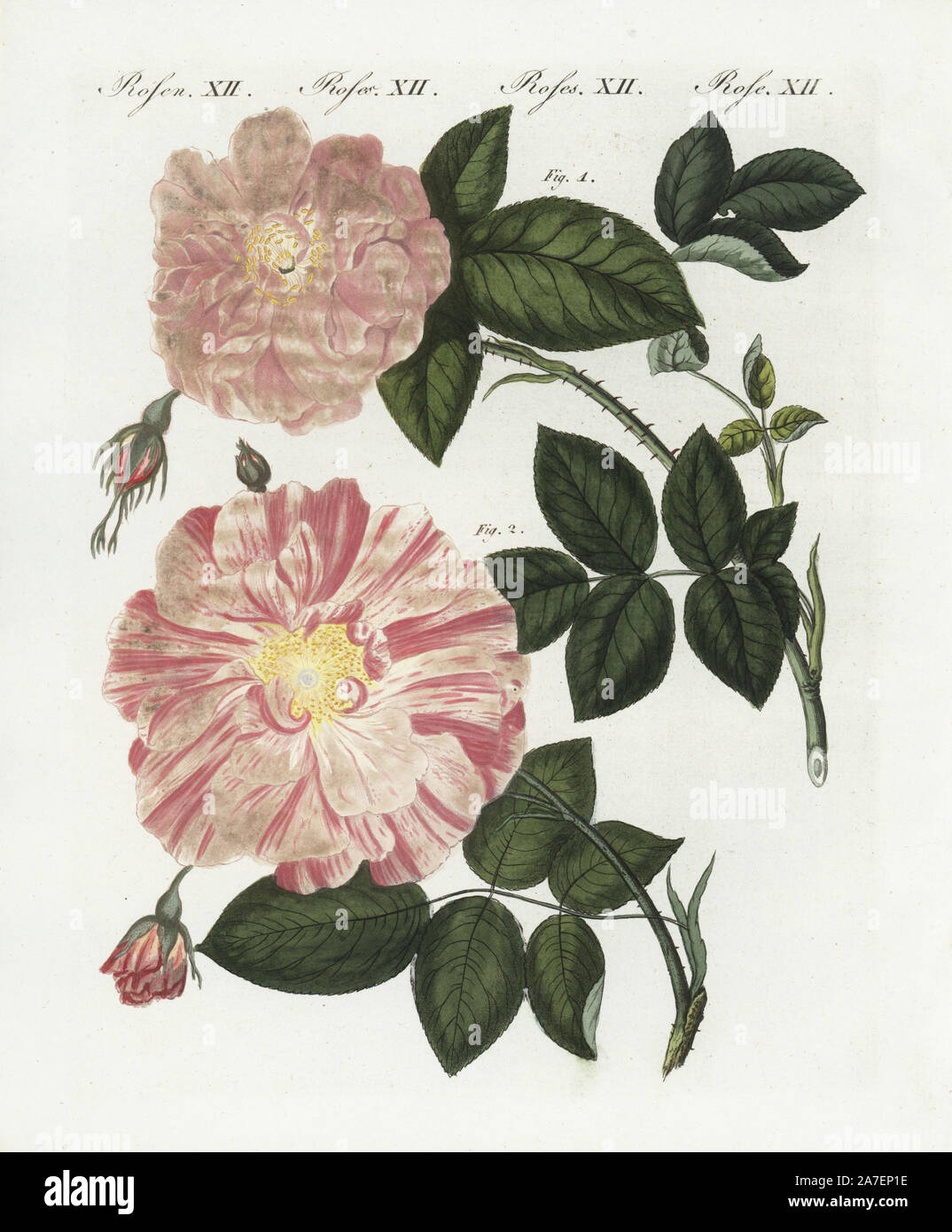 Damask rose, Rosa damascena communis, and striped rose, Rosa versicolor ...