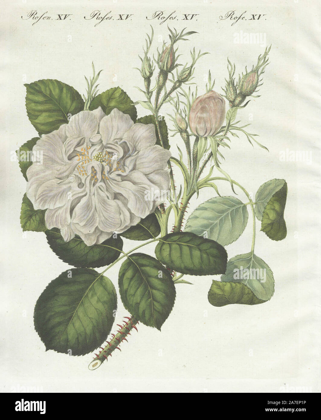 White Damask High Resolution Stock Photography and Images - Alamy