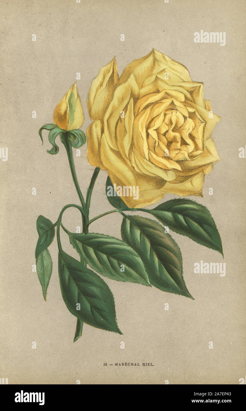 Marechal niel roses hi-res stock photography and images - Alamy