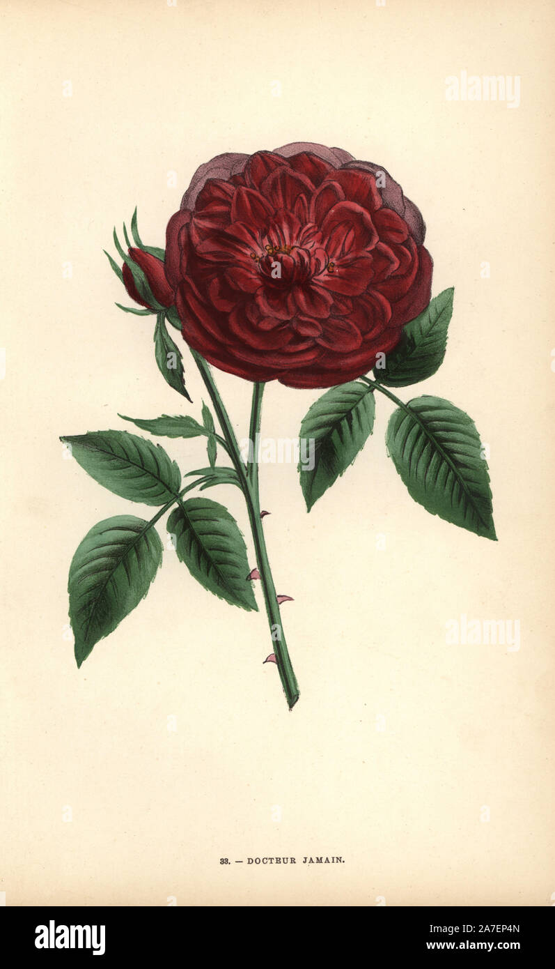Raised roses hi-res stock photography and images - Alamy