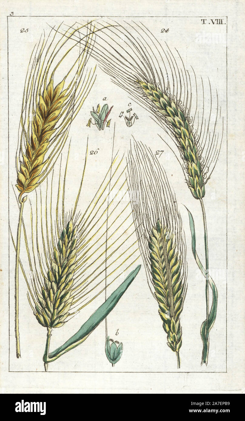 Botanical illustration of barley hi-res stock photography and images ...