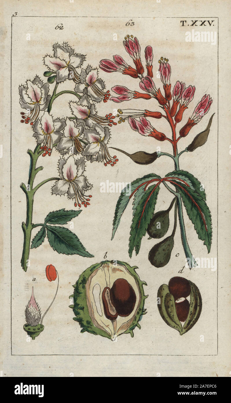 Common chestnut, Castanea sativa 62, redflowered chestnut 63 ...