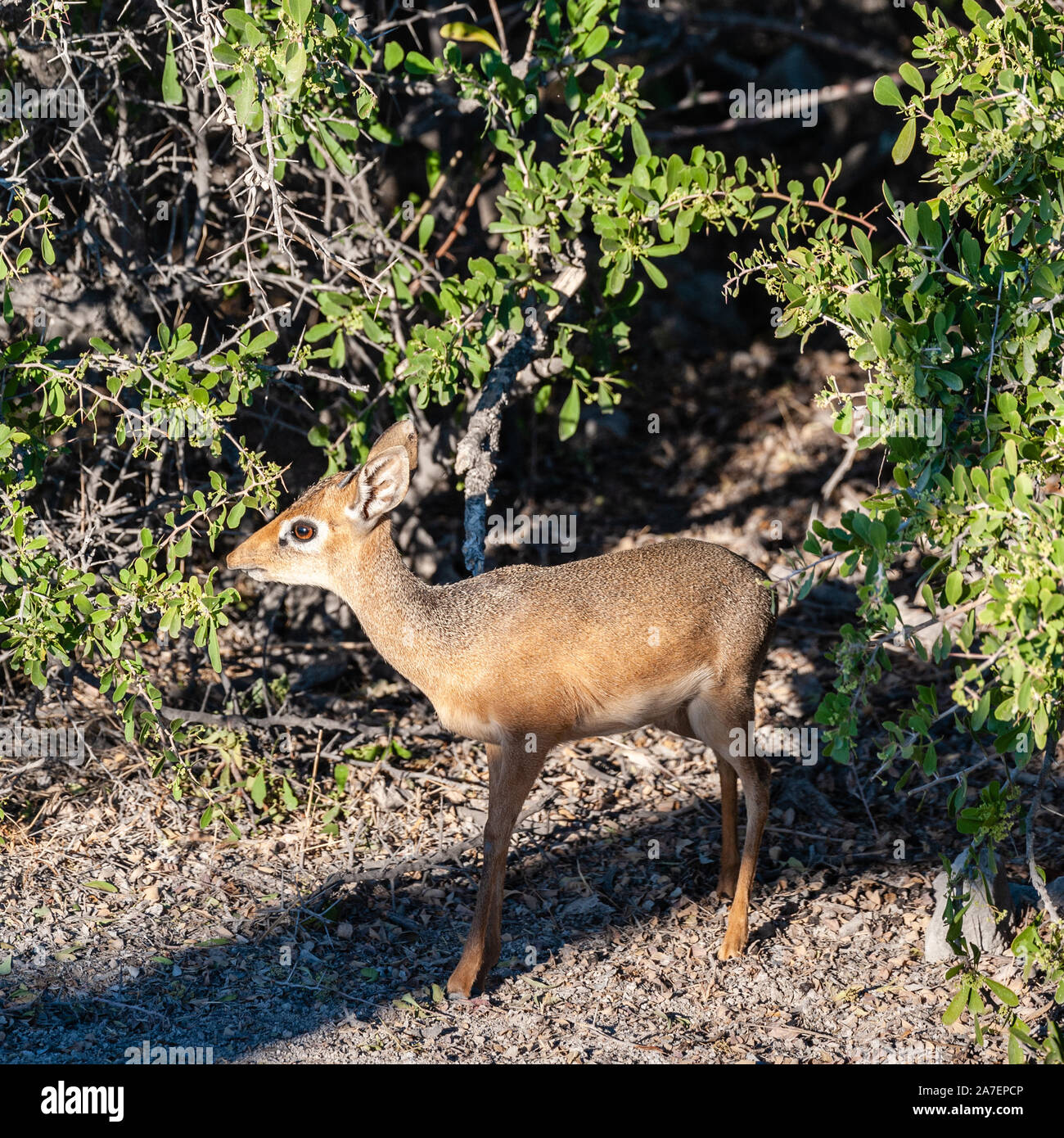 A Kirks Dik Dik -Madoqua kirkii- hiding in the bushes of Etosha ...