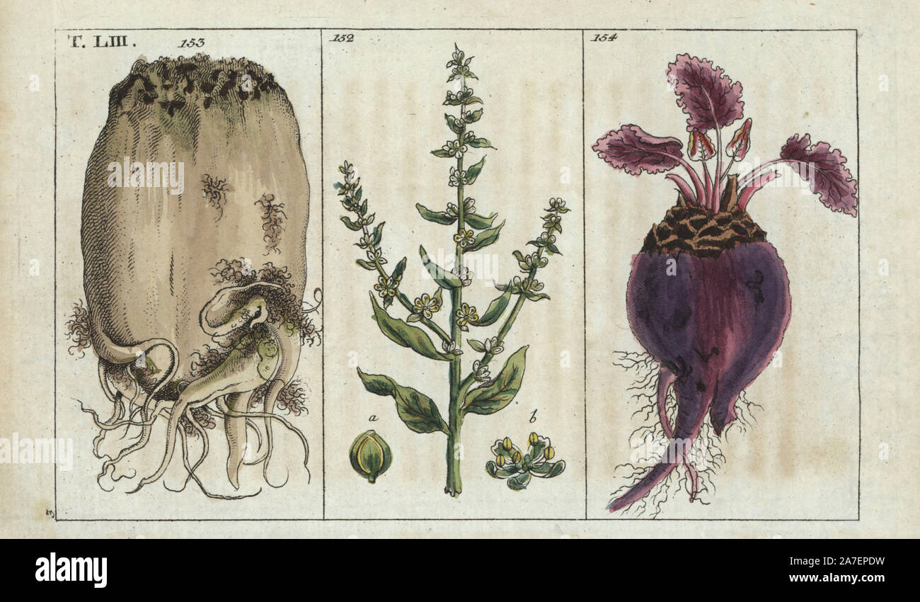 Botanical Drawing Beet