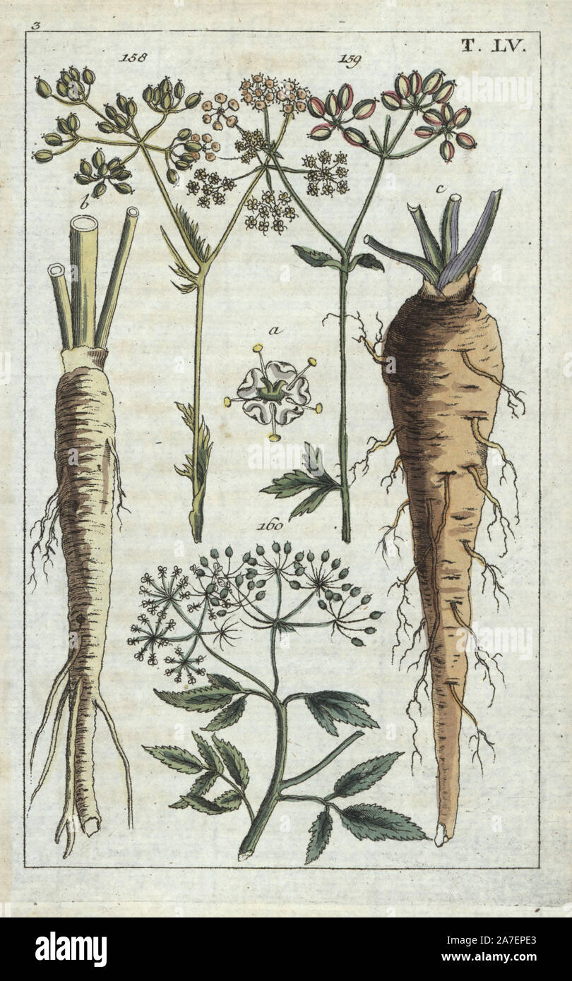 Carum carvi botanical illustration hi-res stock photography and images ...