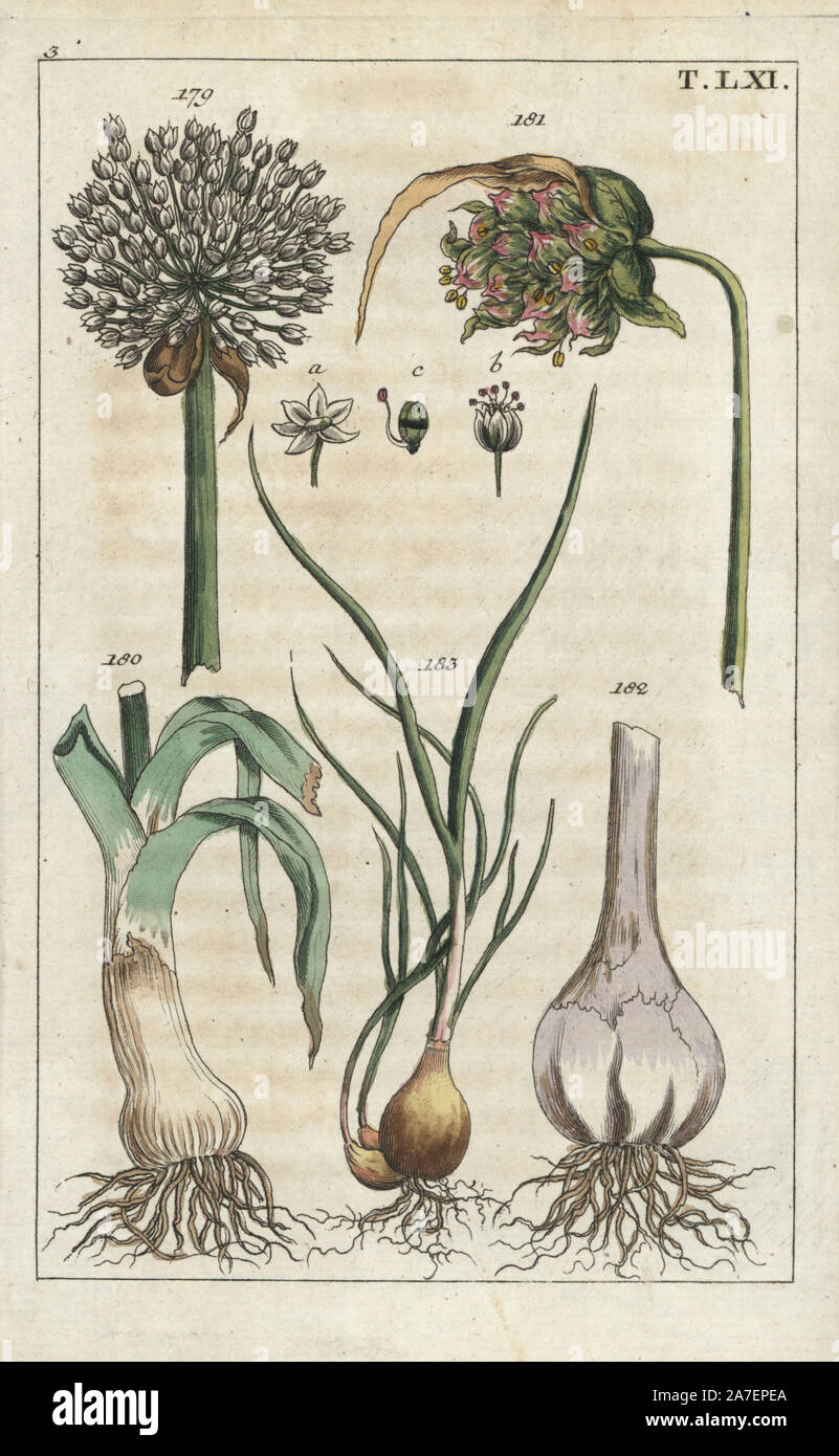 Garlic Flower Illustration