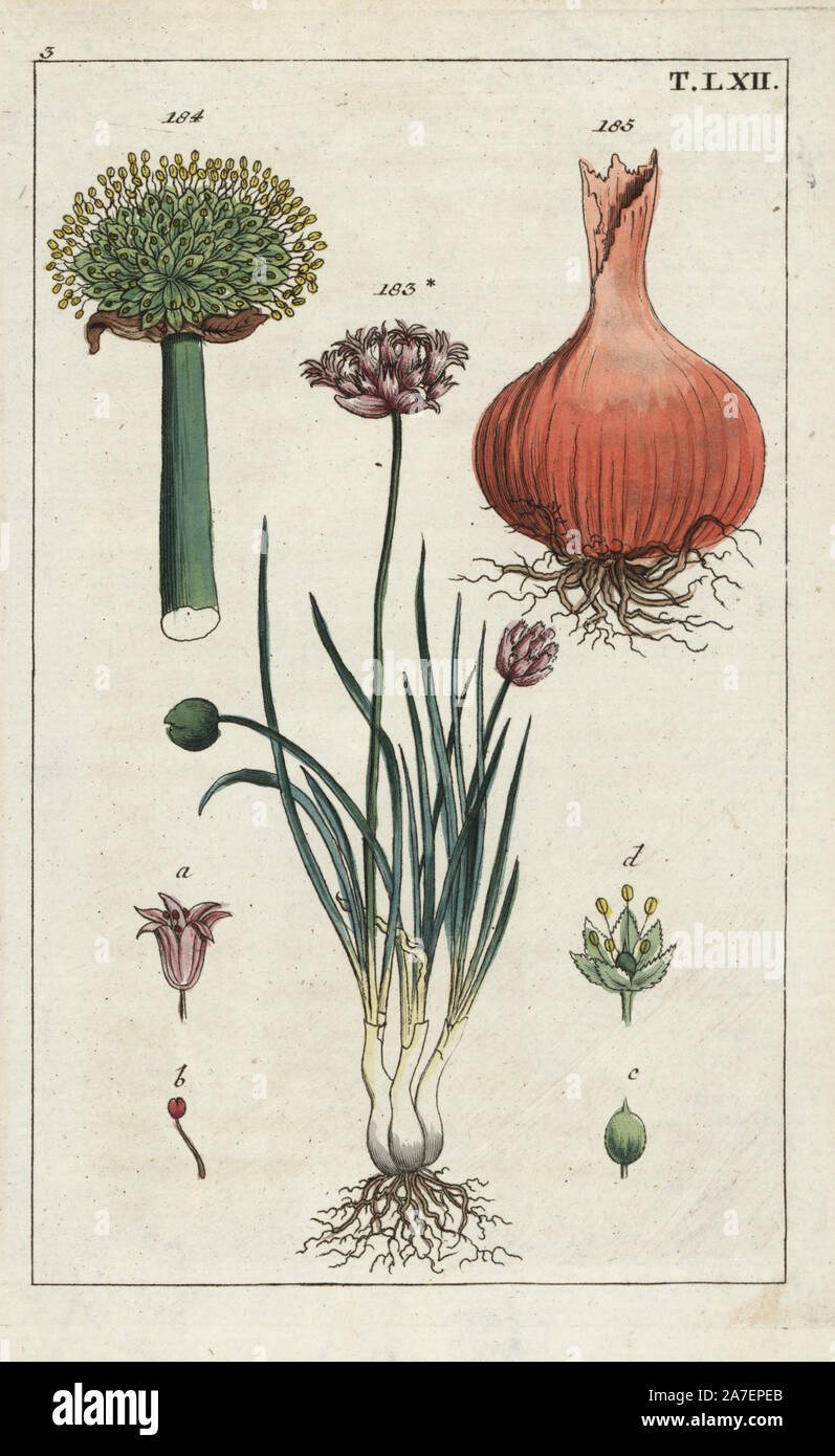 Onion Botanical Drawing Red Onion Botanical Art Watercolour