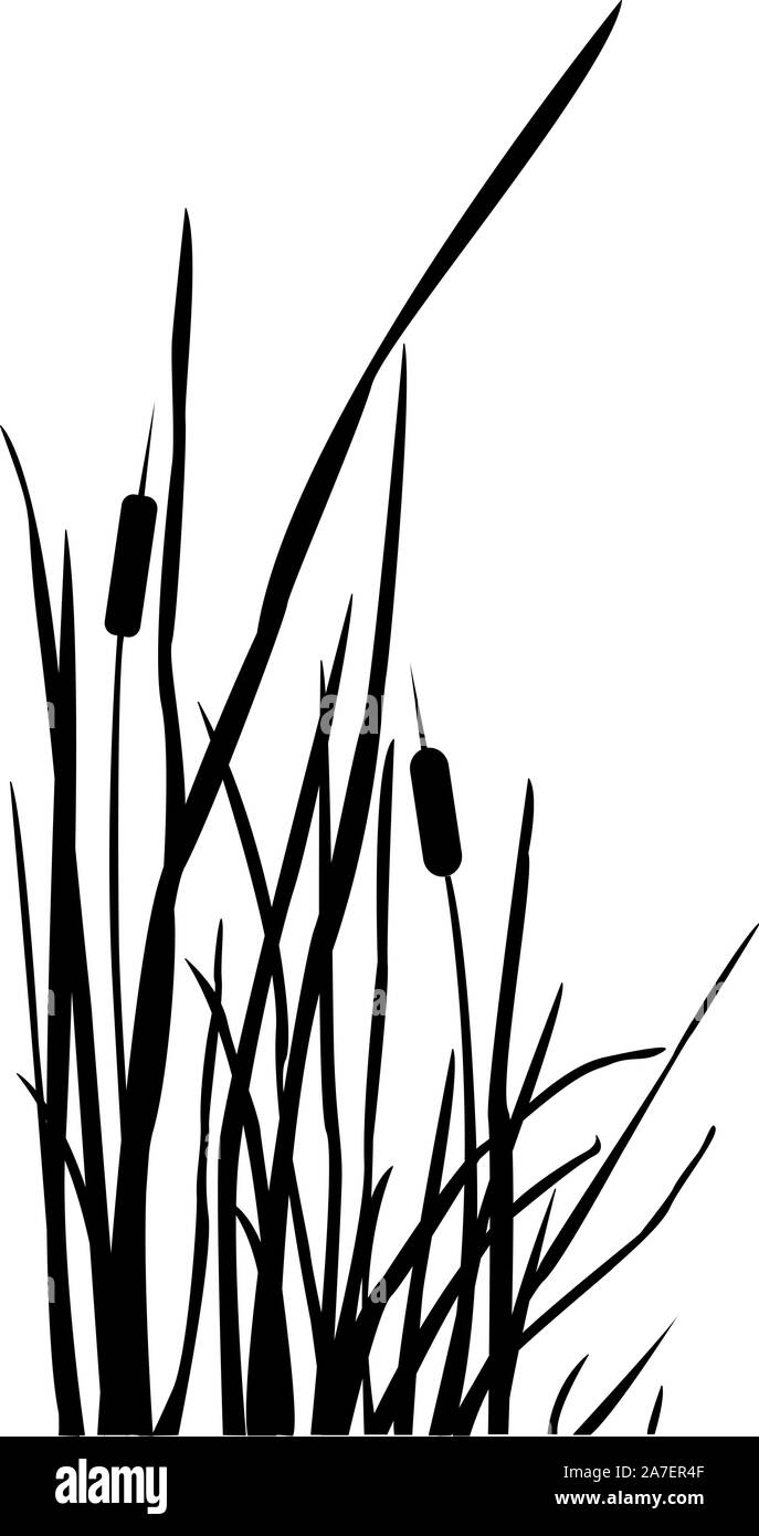 Silhouette of Reed Bush. Vector Illustration Stock Vector Image & Art ...