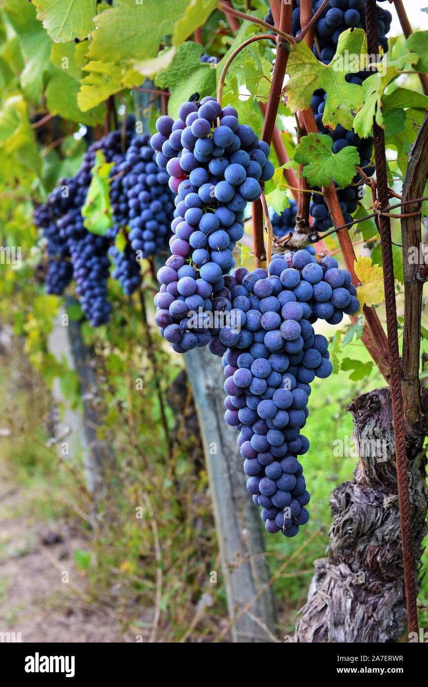 Vine and bunch of black grapes in a field. Bunches of red grapes ...