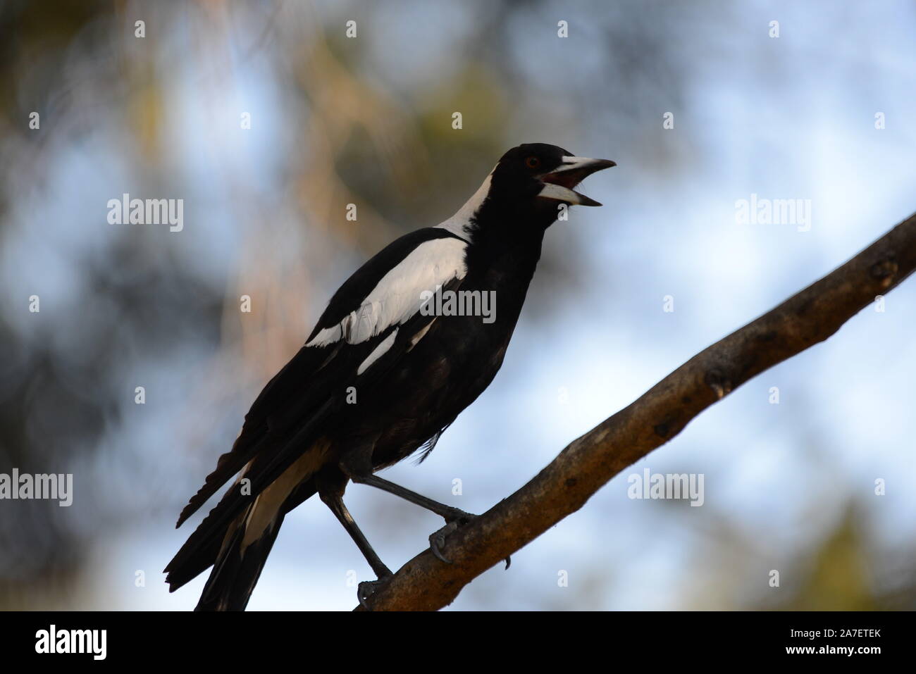 Common australian bush bird hi-res stock photography and images - Alamy