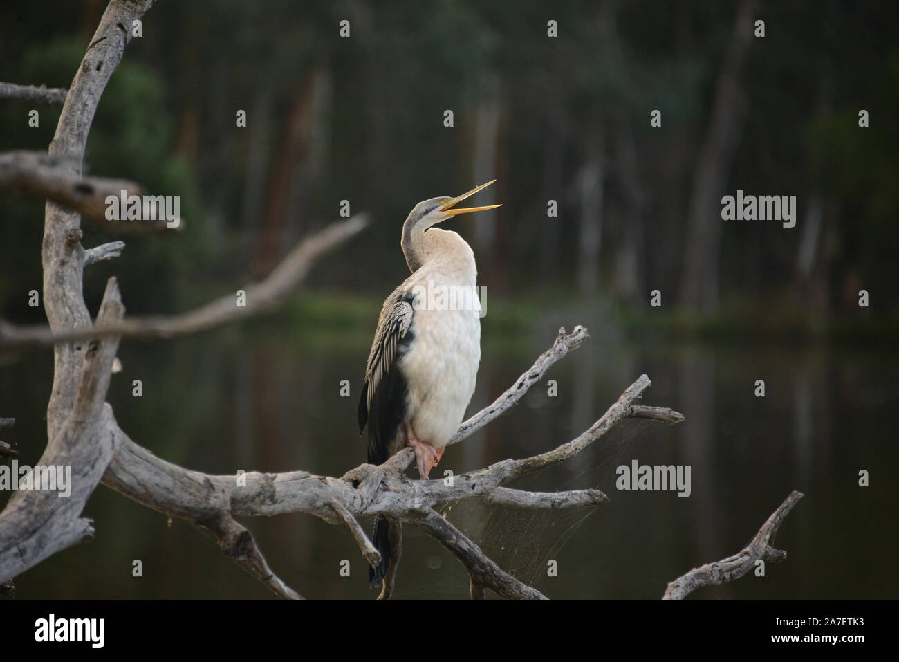 Female australian darter hi-res stock photography and images - Alamy