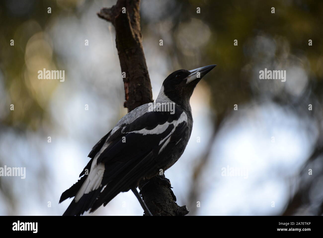 Australian native magpie hi-res stock photography and images - Alamy