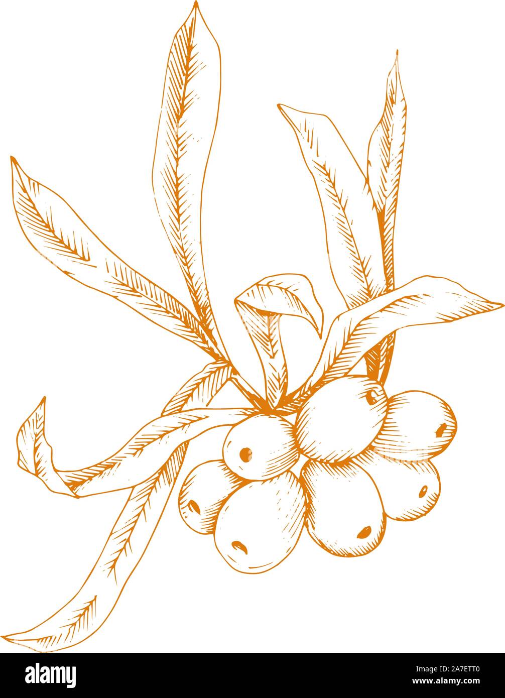 Orange hippophae plant. Vector icon on white background Stock Vector ...