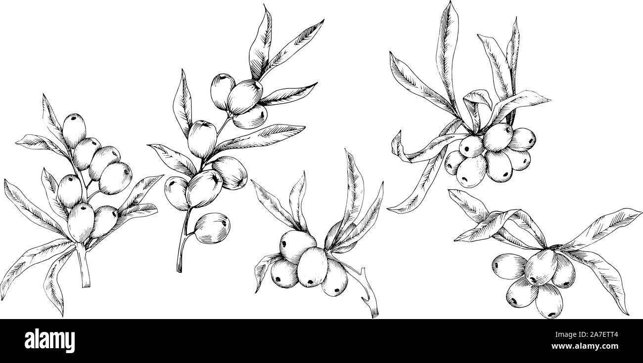 Hippophae plant vector icon on white background Stock Vector Image ...